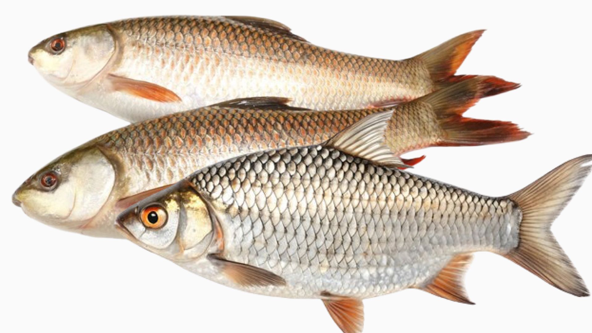 Rohu Fish: Nutrition, Health Benefits & Tasty Recipes - Pandiyas Fresh Fish